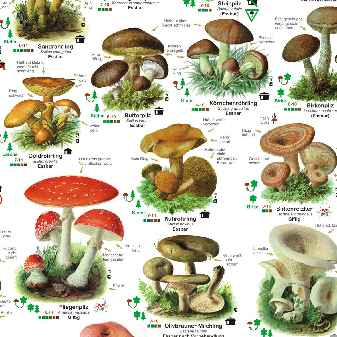 sachposter - Bio-Poster "Pilze"