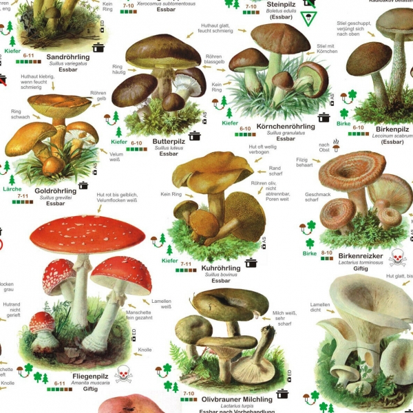 sachposter - Bio-Poster "Pilze"